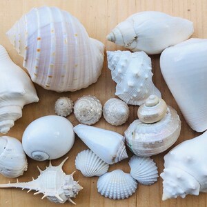 White Seashells Mix Beach Wedding White Seashells Beach Wedding Decor ...