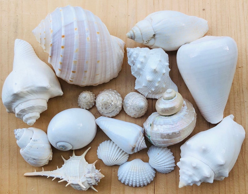 White Seashells Mix Beach Wedding White Seashells Beach | Etsy