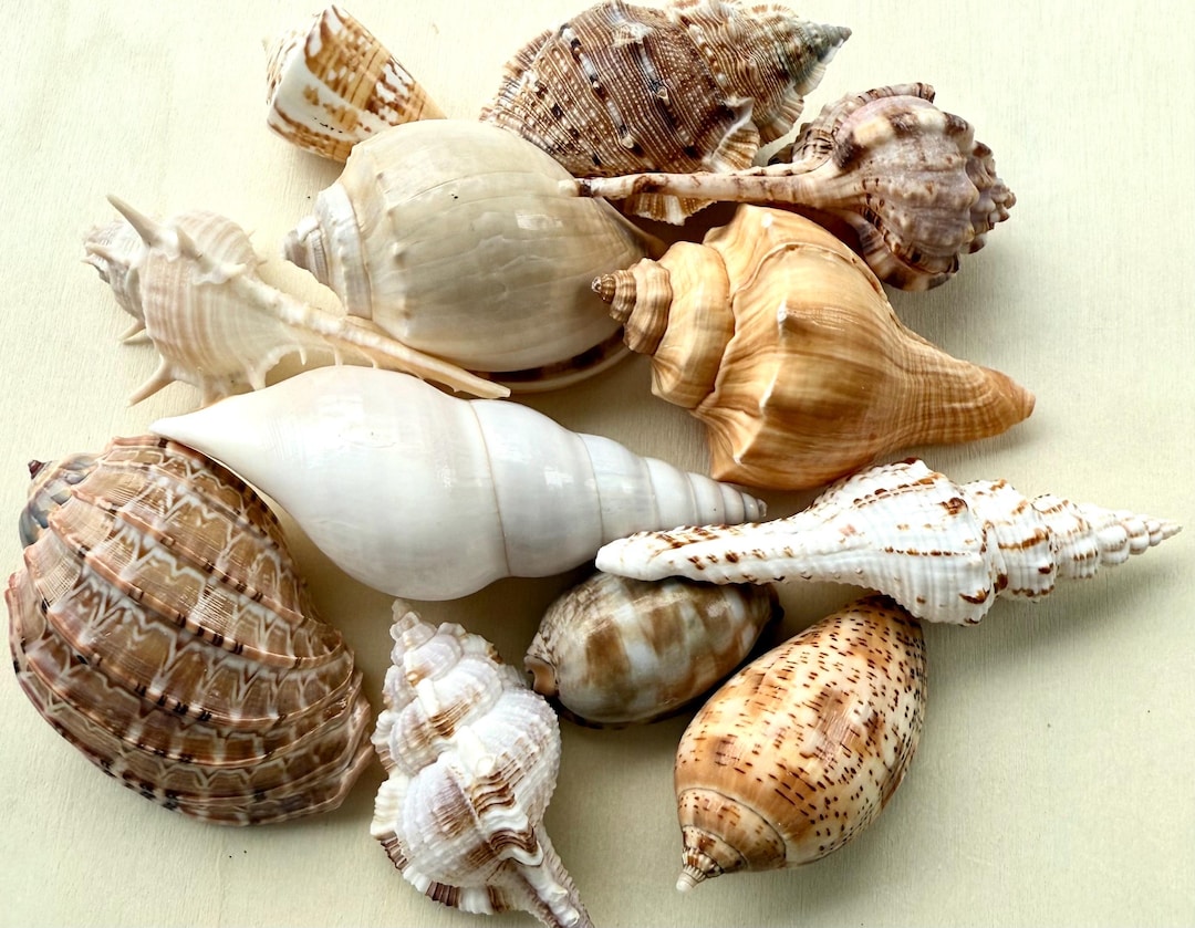 Sea Shell Mix-sea Shells Bulk-craft Sea Shells-beach Wedding Decor ...