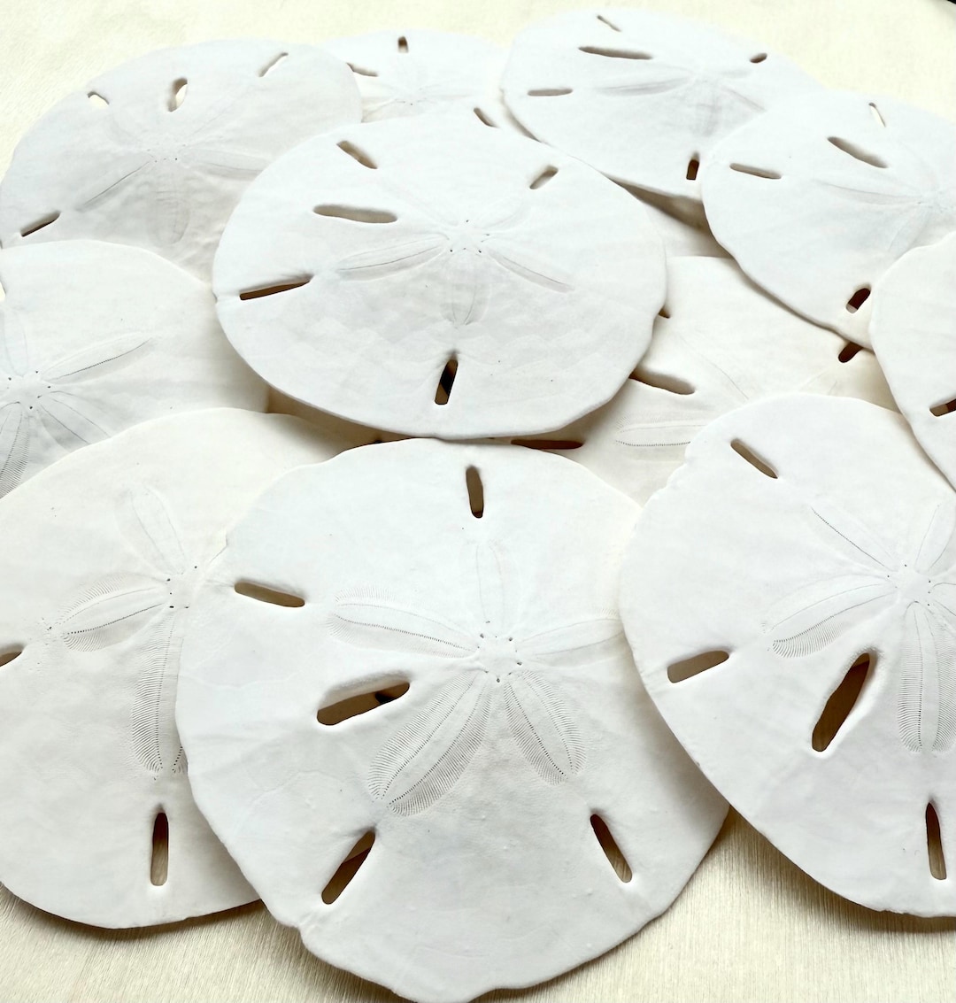 Sand Dollars-1.5-2"-sand Dollar-seashell Craft Supply-beach Wedding ...