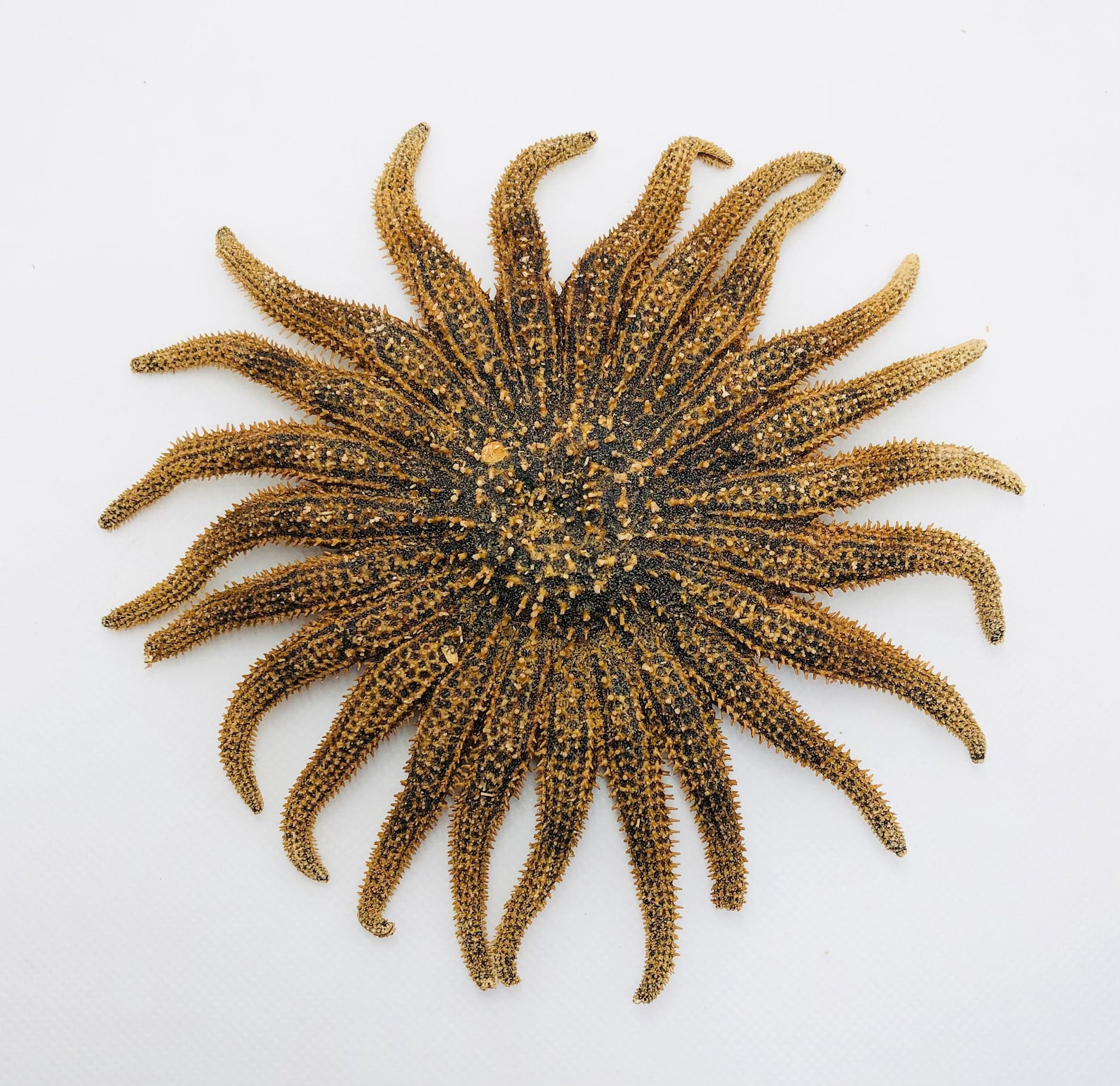 Mexican Sunflower Starfish-sea Star-wedding Decor-unique Starfish-23 ...