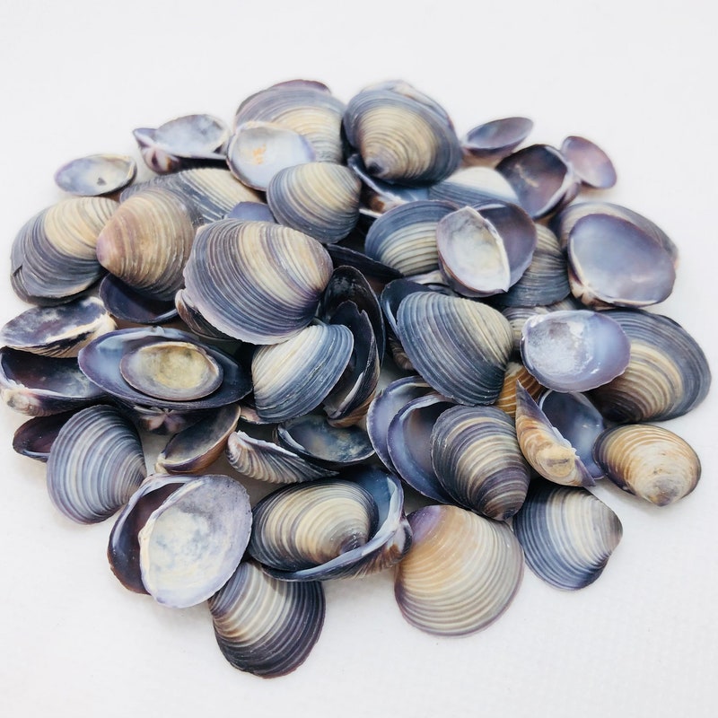 Clam Shell - Etsy