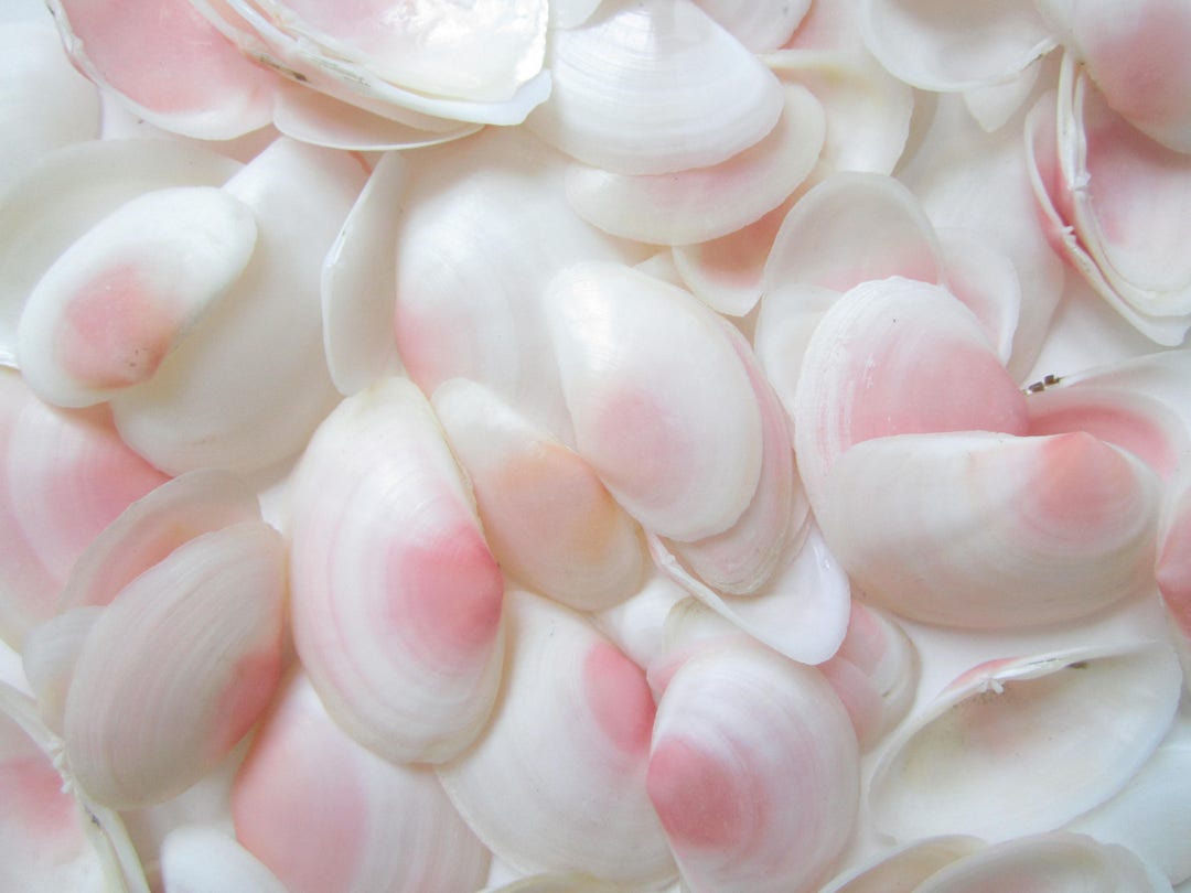 Pink Rose Cup Tellins Tellons Seashells-pink Seashells-beach Wedding ...