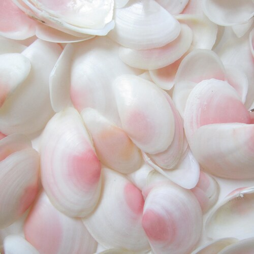 Pink Rose Cup Tellins Tellons Seashells-pink Seashells-beach - Etsy