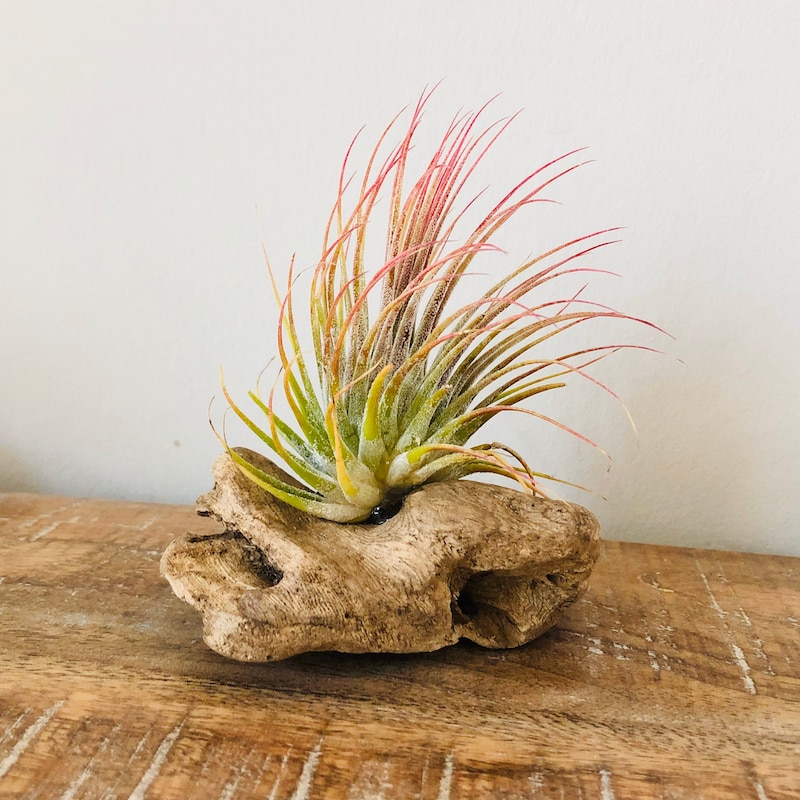 Air Plant Gift - 60+ Gift Ideas for 2024