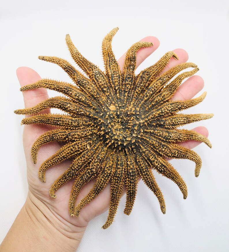 Mexican Sunflower Starfish-sea Star-wedding Decor-unique - Etsy