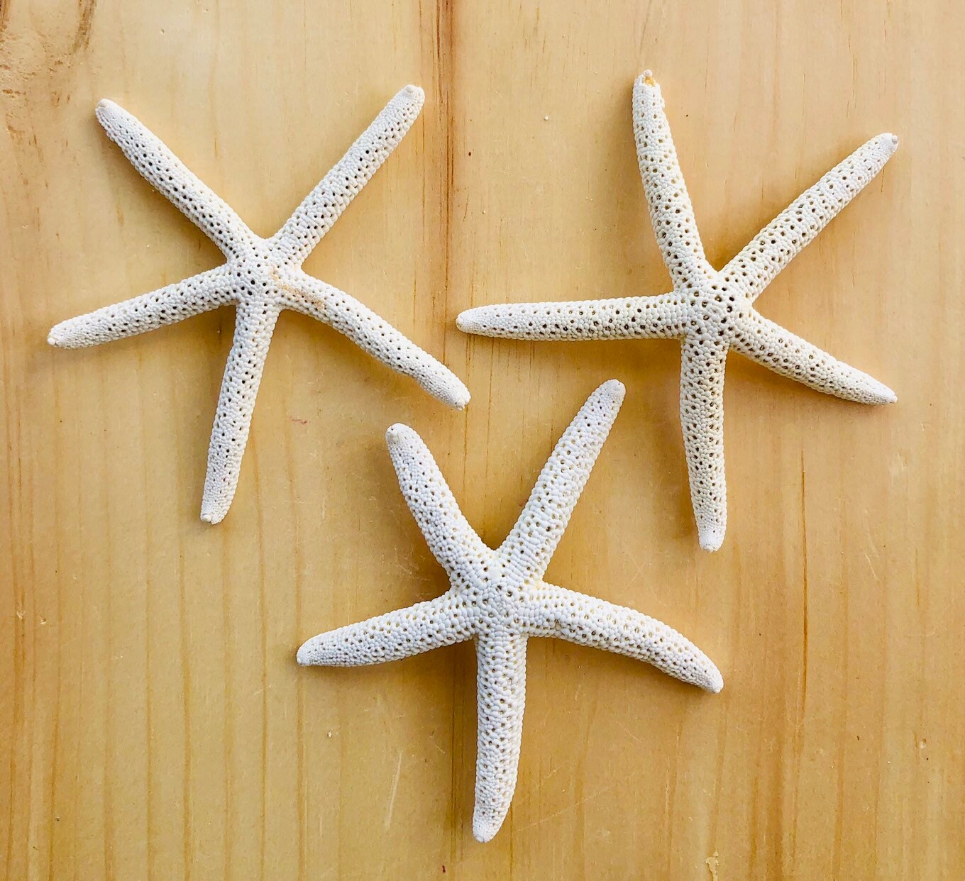 Pencil Starfish-bulk-imperfect-2-7"-100 Pc-starfish-starfish Bulk ...
