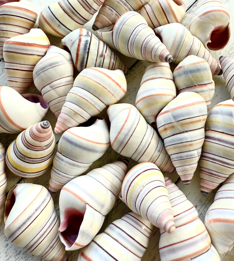 Striped Tree Snail Shells: Candy Cane Linguus for Beach Wedding Decor ...