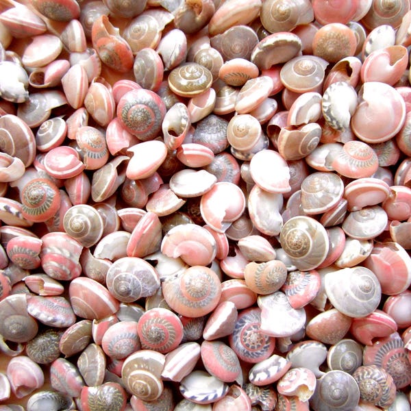 Small Sea Shells - Etsy