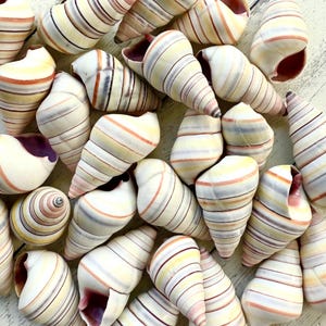 Striped Tree Snail Shells: Candy Cane Linguus for Beach Wedding Decor ...