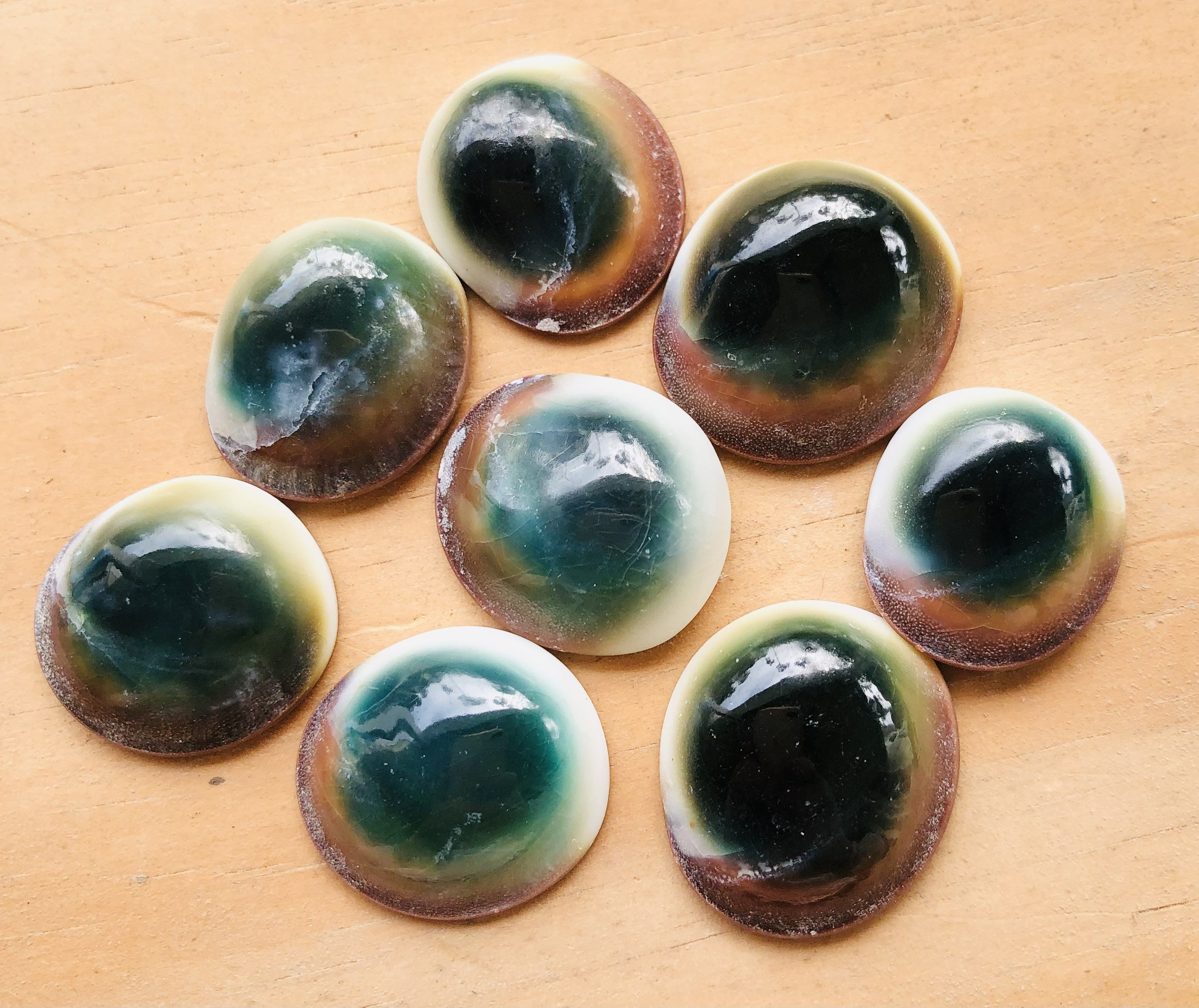 Shiva Seashells-green Cat Eye Shells-seashells for | Etsy