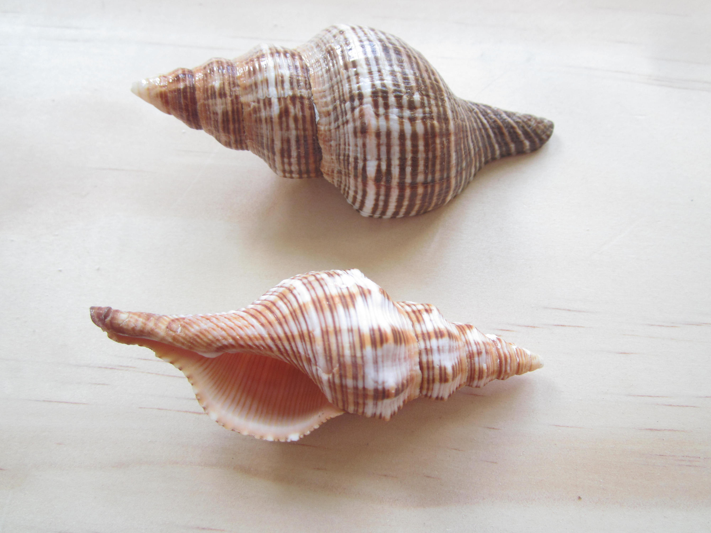 Tulip Shell-Fasciolaria Tulipa-Sea Shells Bulk-Beach Home | Etsy