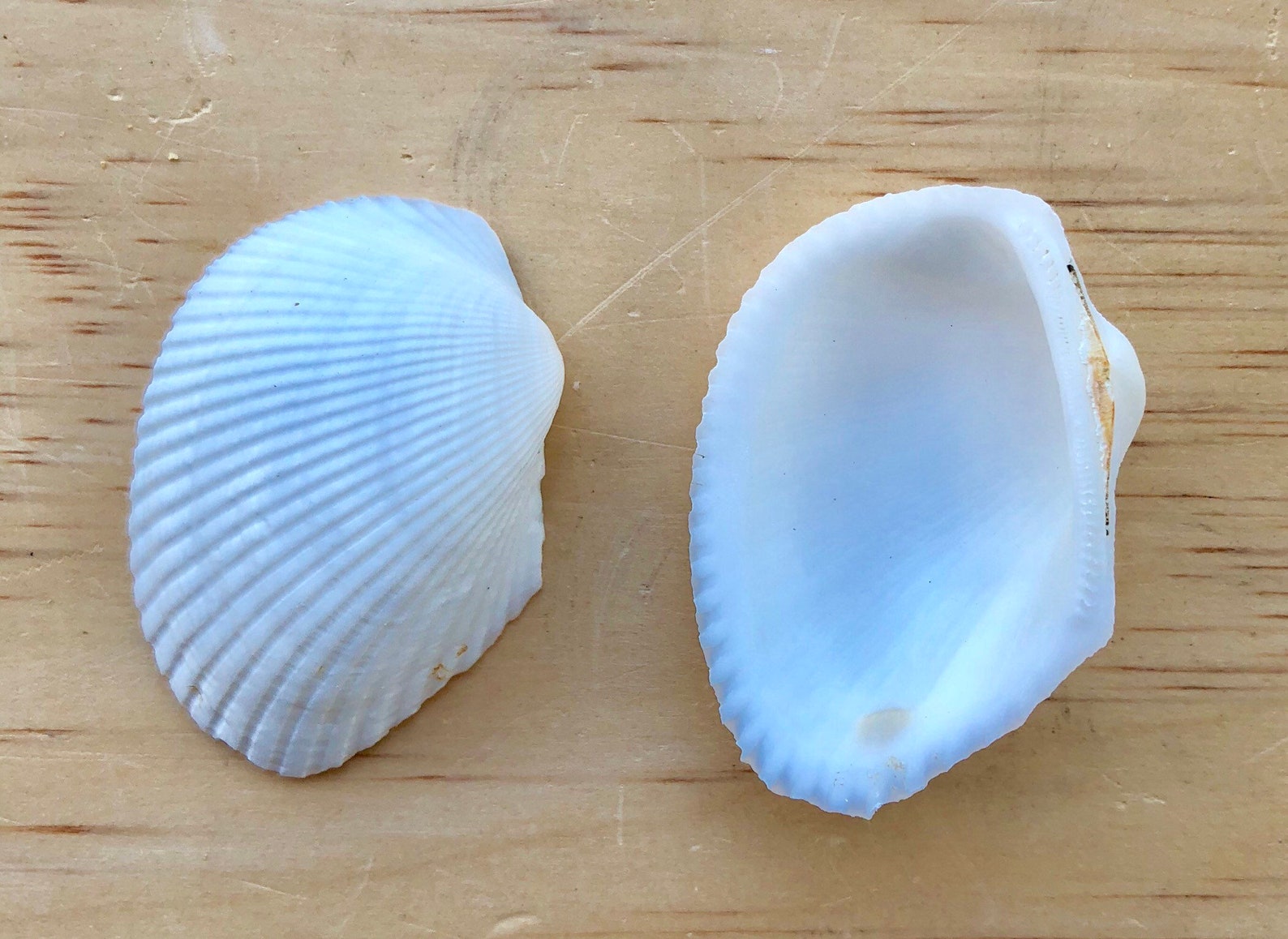 Ark Shells-1.5-2White Ark Clam Shells-White Crafting | Etsy