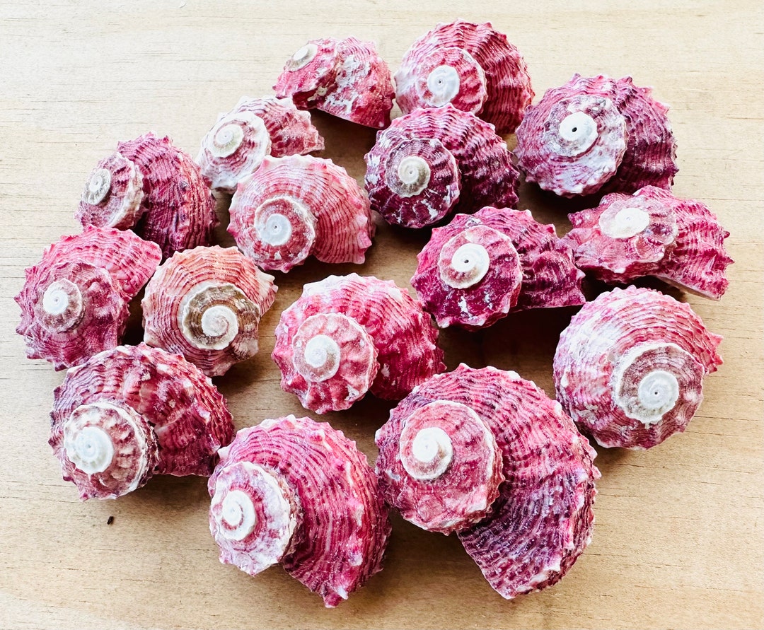 Red Delphinula Shells-sea Shells for Crafting-beach Wedding Decor-red ...