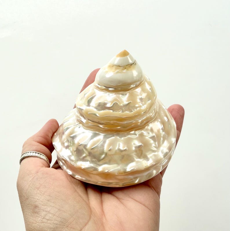 Pearlized Wavy Turban Shell: Astraea Turbanicum, Unique Seashell - Etsy