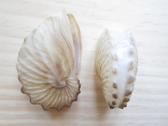 Paper Nautilus Shell