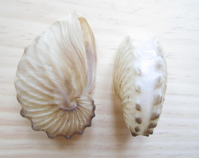 Paper Nautilus Brown-argonauta Nodosa-rare Shells-octopus-octopus Shell ...