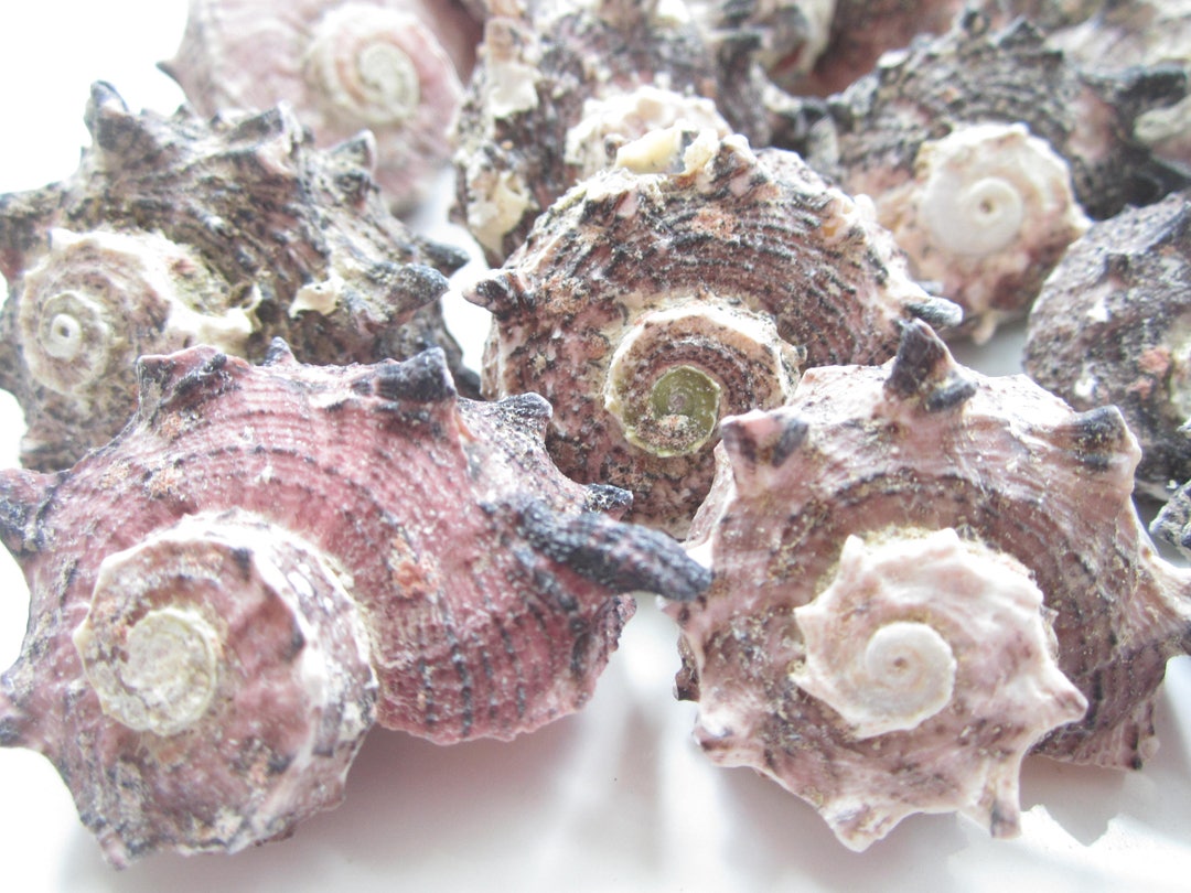 Delphinula Laciniata Shell-angaria Shells-lacinate Dolphin Shells ...