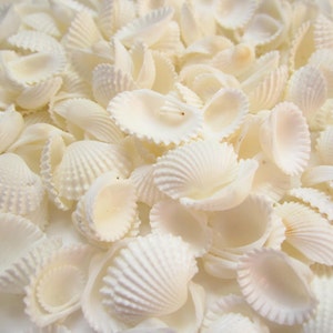 Ark Shells-Baby Ark Shells-Mini Shells for Crafting-Small | Etsy