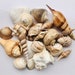 Asst Sea Shell Mix-1/2 Pound-beach Wedding Decor-sea Shells Bulk-bag of ...