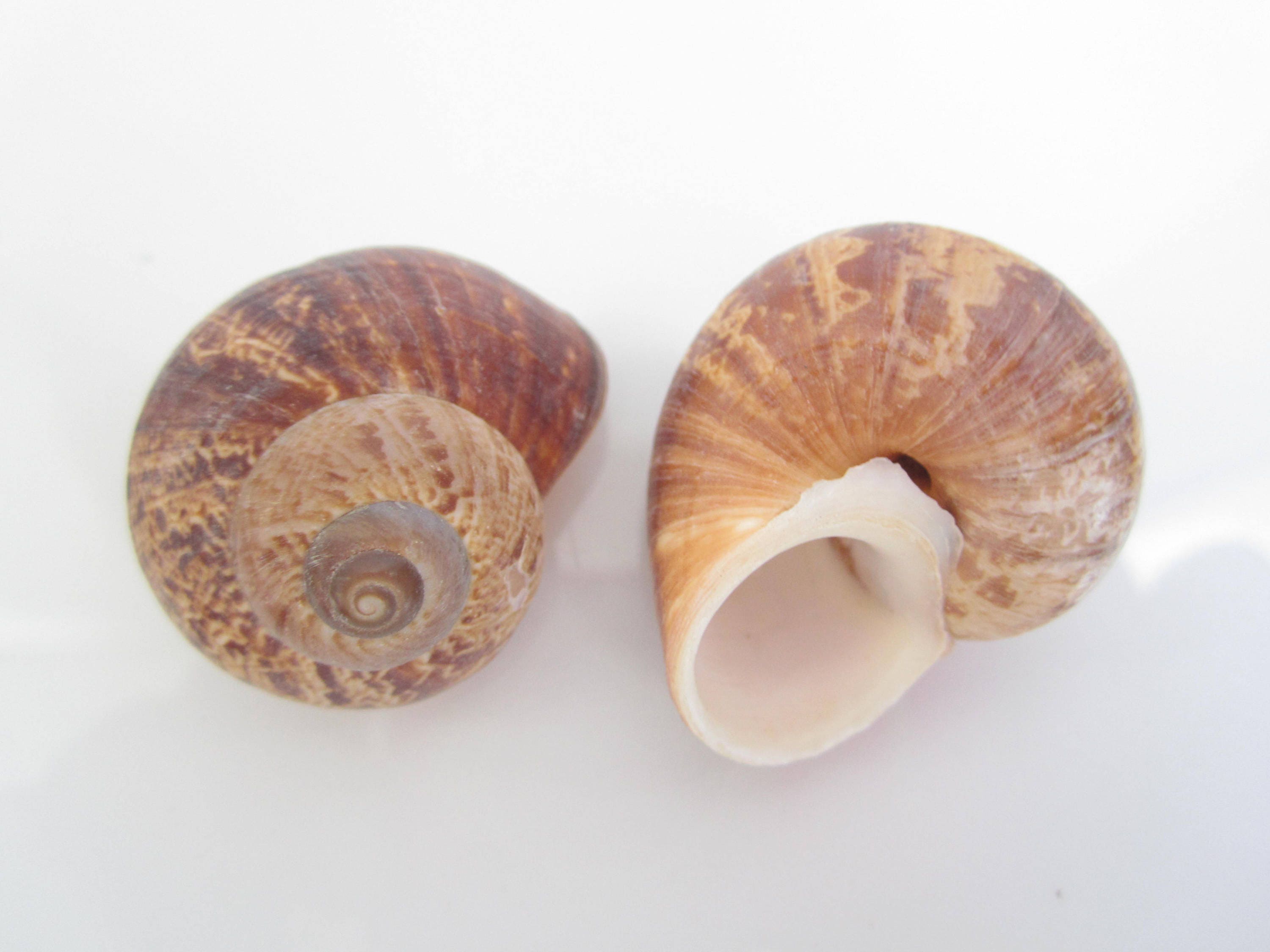 Prints Giclée Snail Shell 2 etna.com.pe