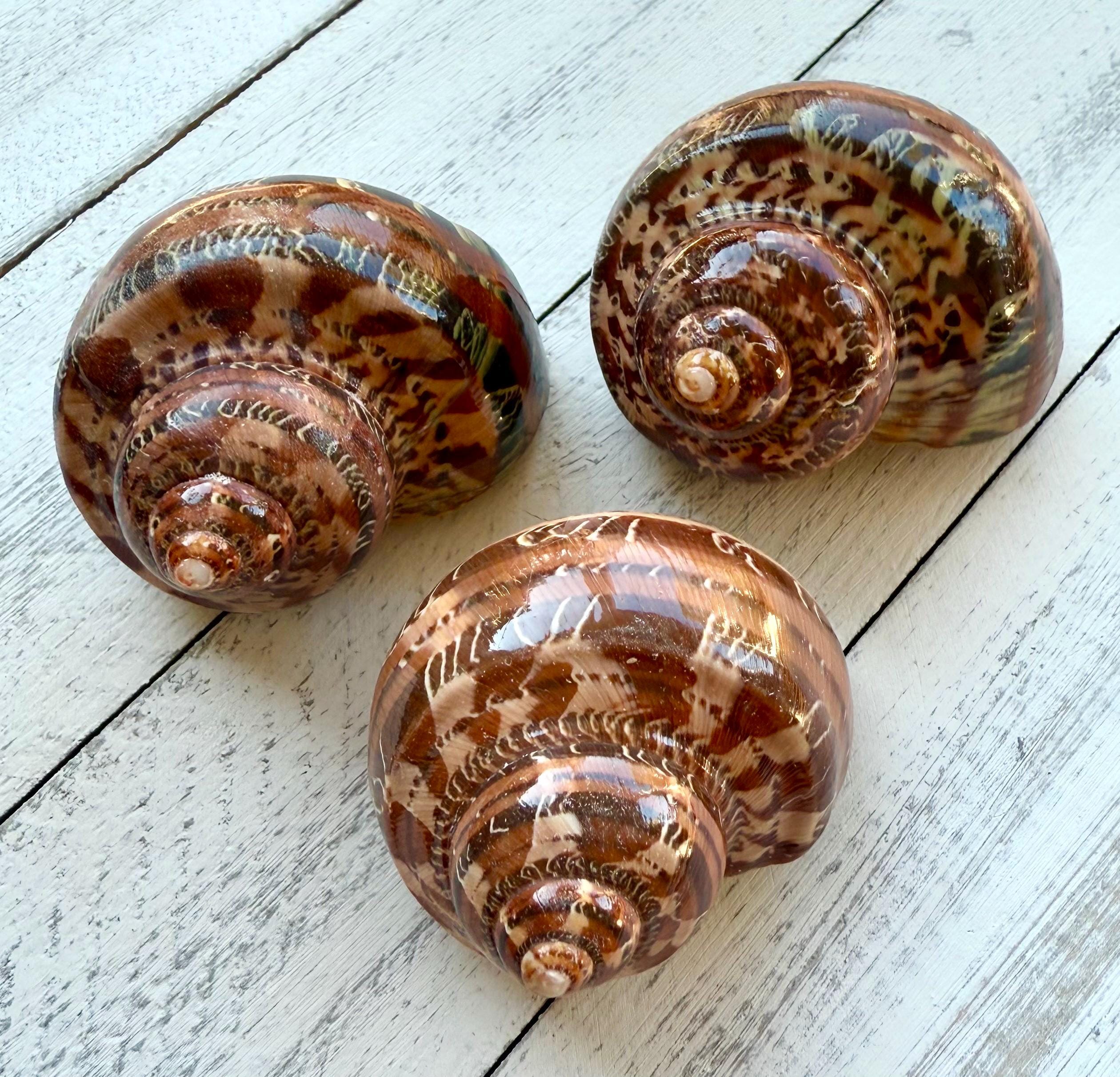 Tapestry Turbo Shells: Petholatus Seashells for Beach Wedding Decor - Etsy