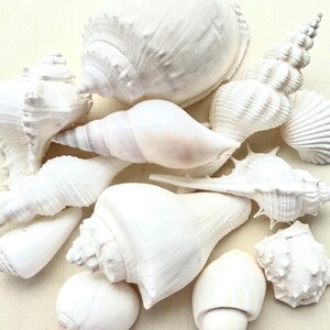 White Sea Shell Mix Beach Wedding Decor Sea Shells Bulk Bag of Shells ...
