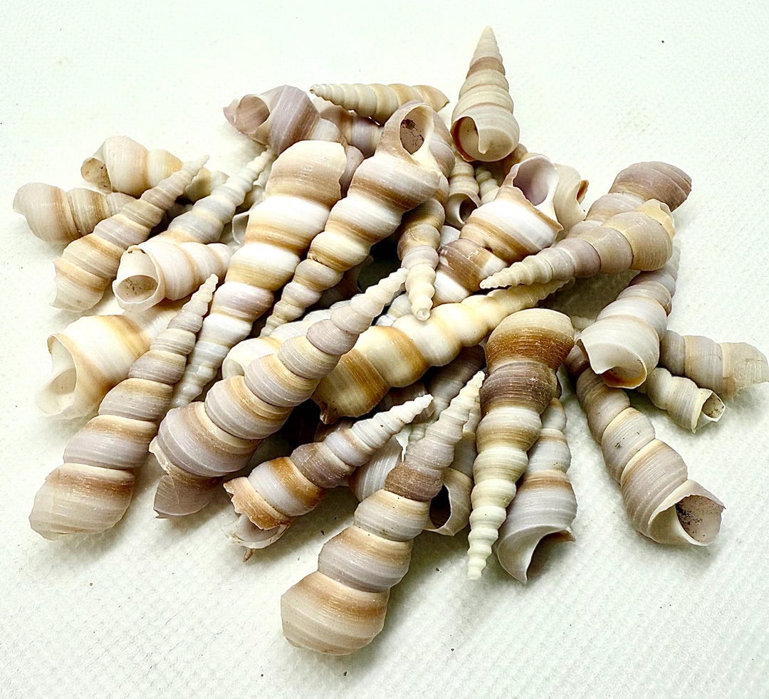 Purple Turritella Seashells-small Sea Shell Supplies-shell Vase Fillers-crafting Shells-tiny ...