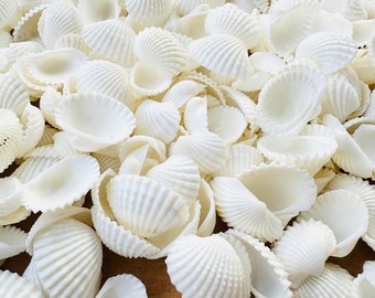 Asst Sea Shell Mix-1/2 Pound-beach Wedding Decor-sea Shells Bulk-bag of ...
