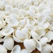 White Sea Shell Mix Beach Wedding Decor Sea Shells Bulk Bag of - Etsy