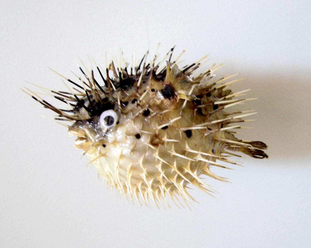 Porcupine Puffer Fish-5-7”-dried Blow Fish-puffer Fish-dried Fish-dried ...