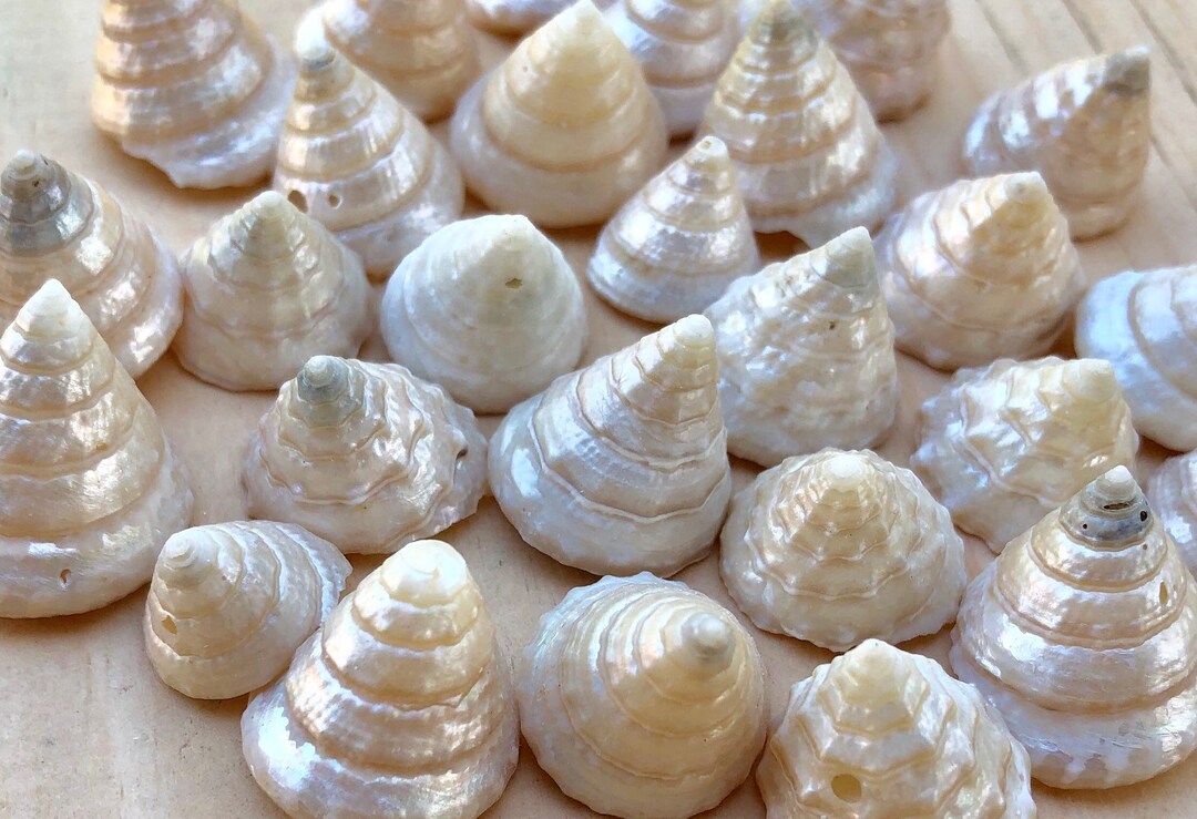 Entre conchas perladas de Pong-Conchas trochus-Conchas perladas blancas ...