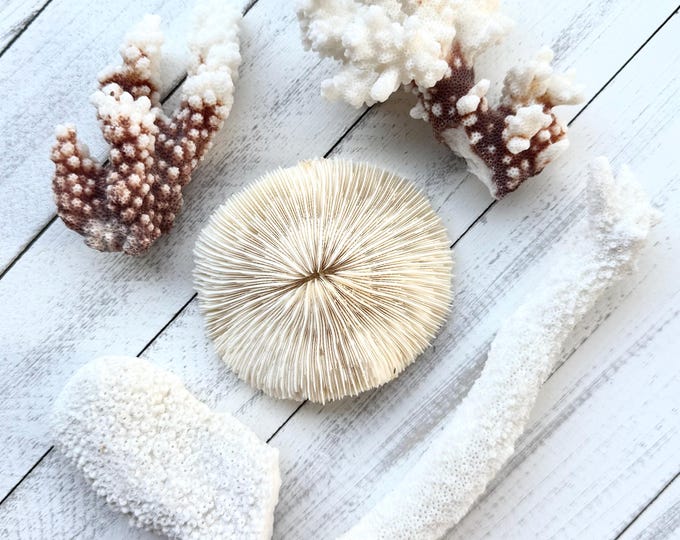 Assorted Real Coral Pieces-coral Bulk-beach Coral Supplies-beach ...