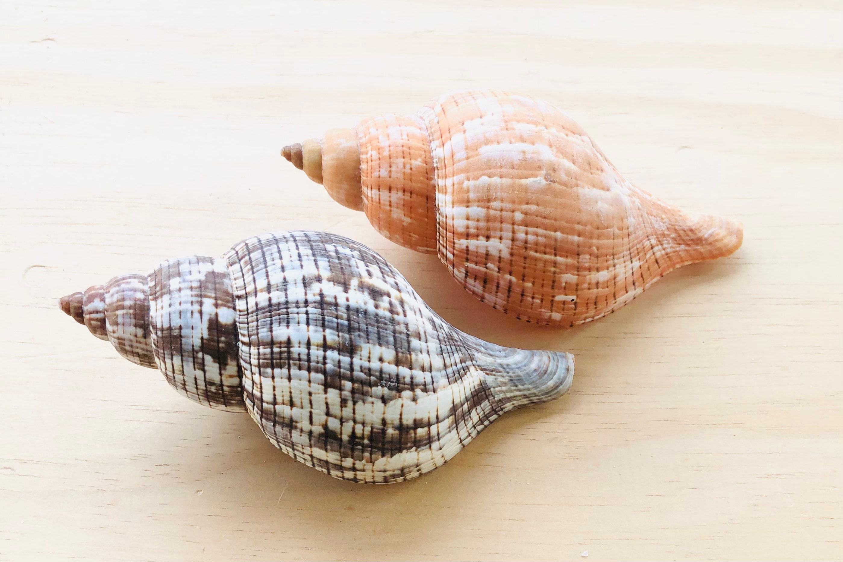 Tulip Shell-fasciolaria Tulipa-sea Shells Bulk-beach Home - Etsy