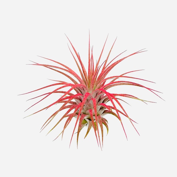 Color Enhanced Air Plants - Etsy
