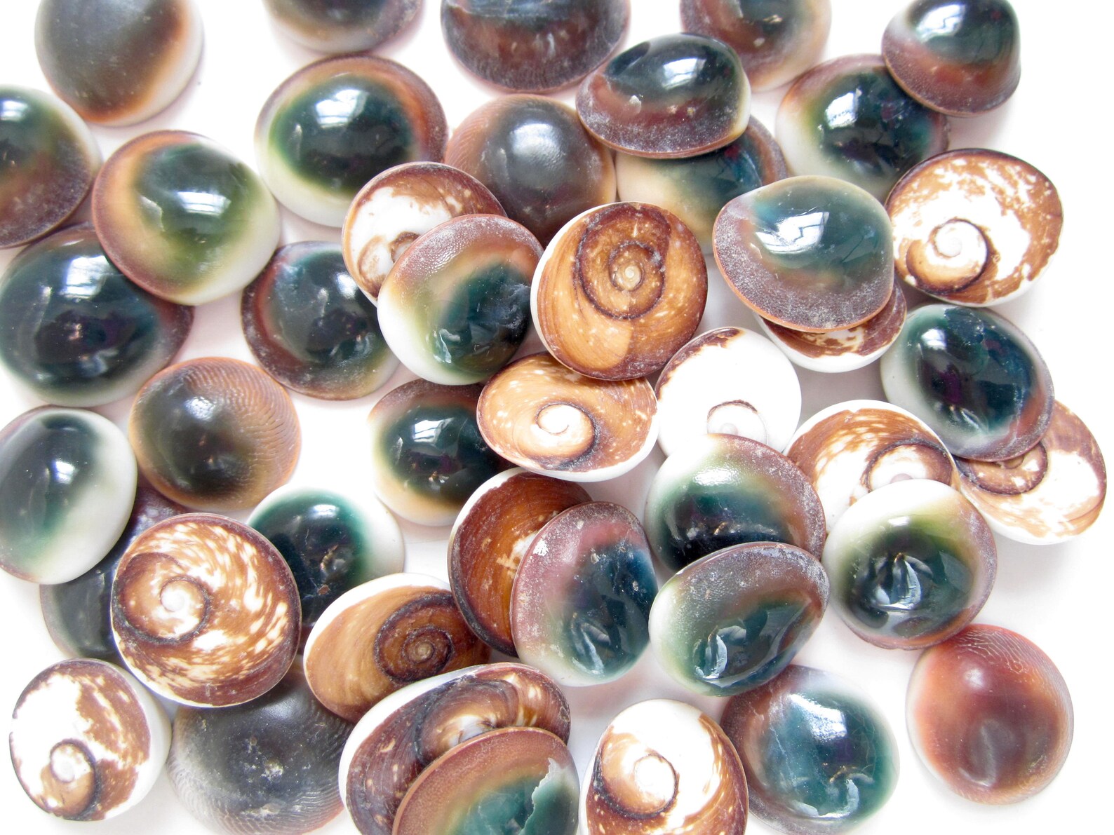 Shiva Seashells-green Cat Eye Shells-seashells for - Etsy