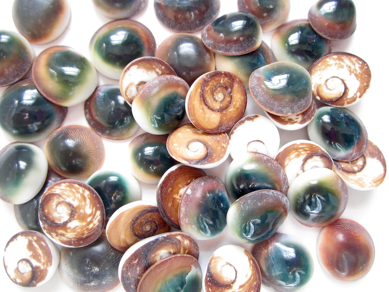 Shiva Seashells-green Cat Eye Shells-seashells for - Etsy