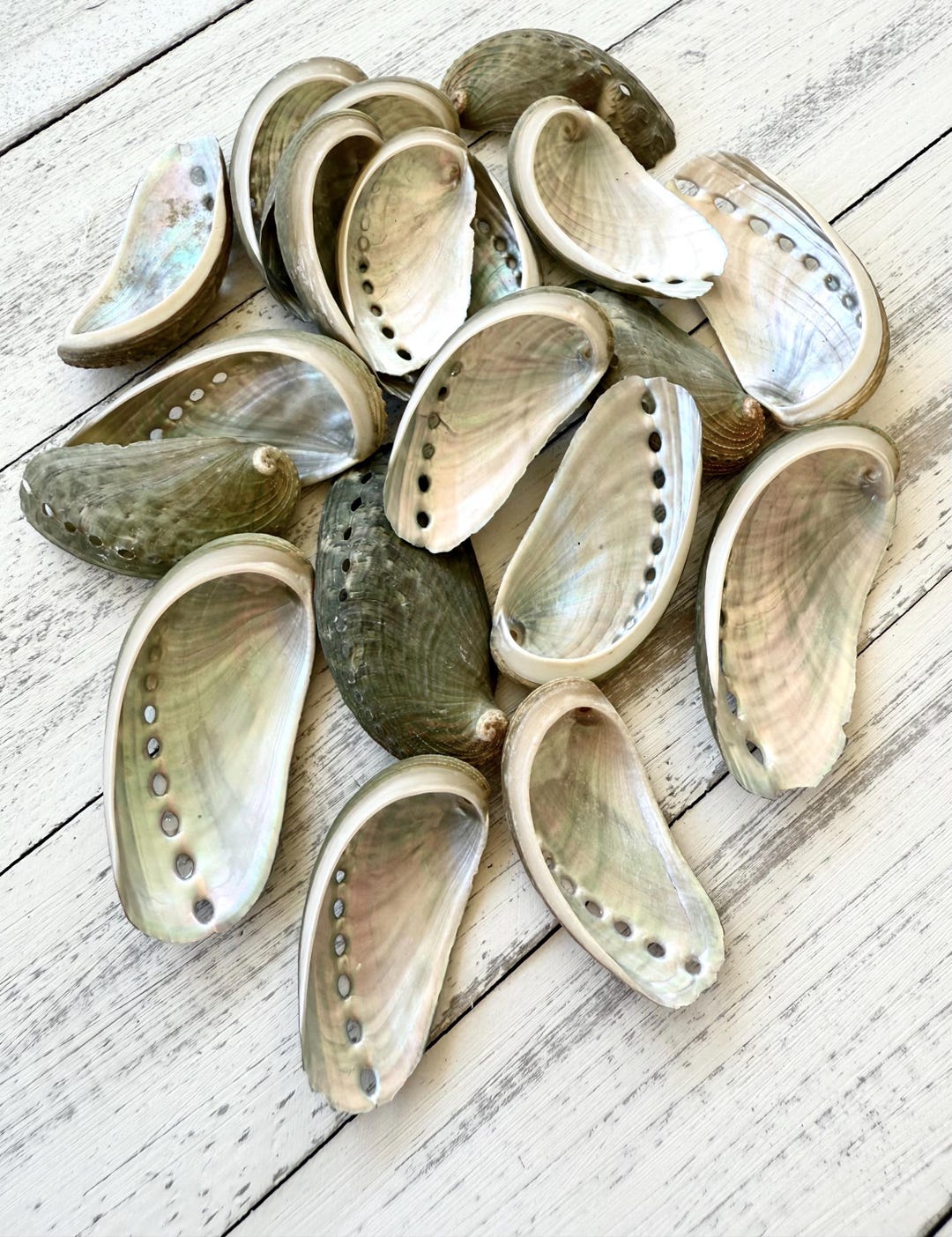 Green Donkey Ear Abalone Shells: Polished Beach Decor (1.5-2") - Etsy