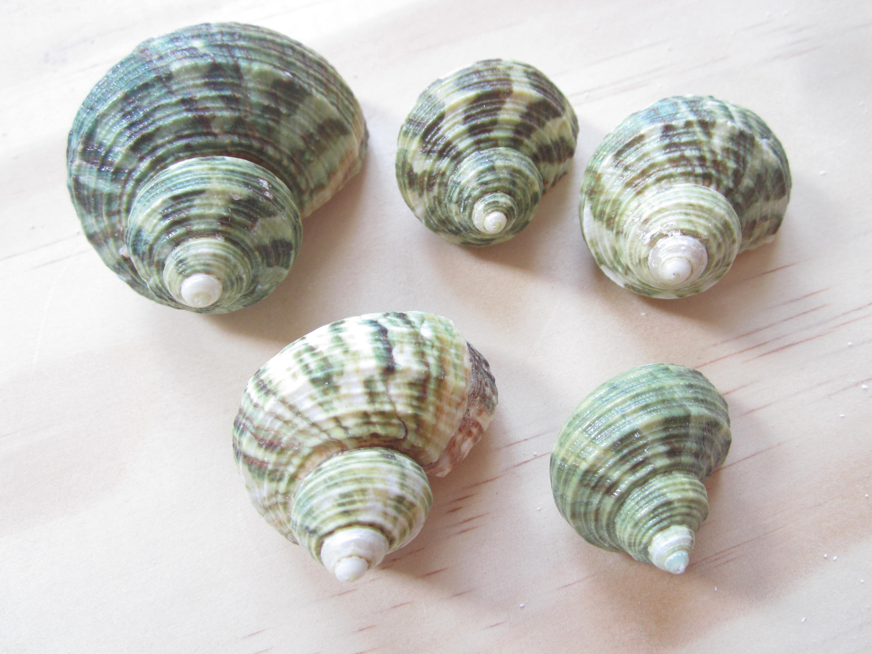 Green Turbo Shells-turbo Stenogyrus Shells-shells for - Etsy