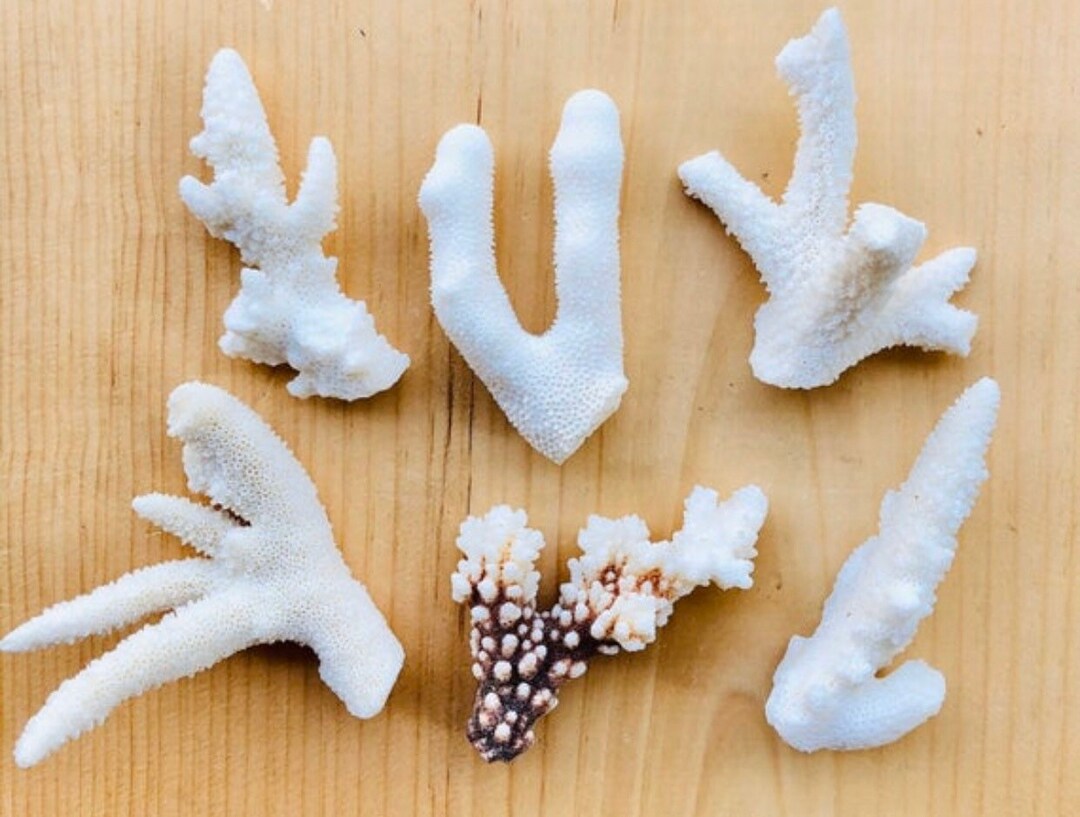 Real Coral-1 Piece-asst Sizes-assorted Coral Pieces-coral Decor-beach ...