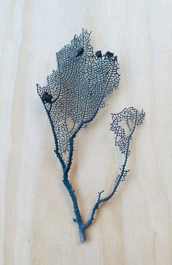 Dried Sea Fan