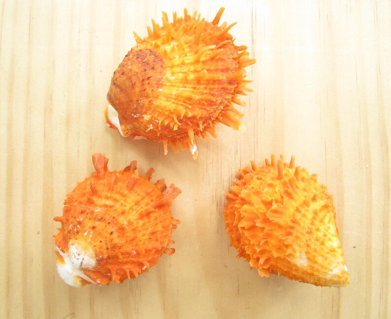 Orange Spiny Oyster Seashell Pair-unique Seashells - Etsy