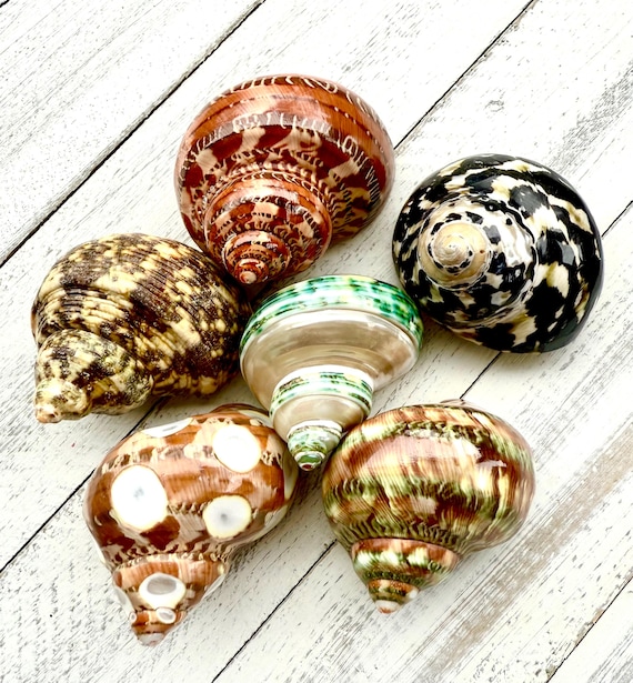 Hermit Crab Shells Uk
