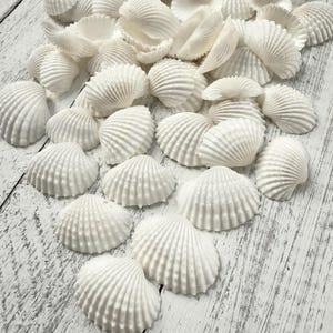 Ark Shells-baby Ark Shells-mini Shells for Crafting-small Shells Bulk ...