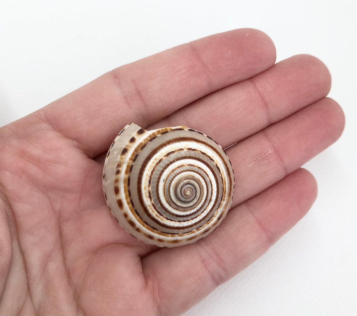 Sundial Seashells-sundial Seashell Bulk-craft Seashells-beach - Etsy