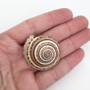 Sundial Seashells-sundial Seashell Bulk-craft Seashells-beach Wedding ...