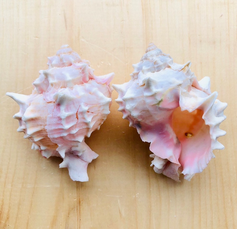 Pink Murex Shell-murex Shell-beach Wedding Decor-crafting - Etsy