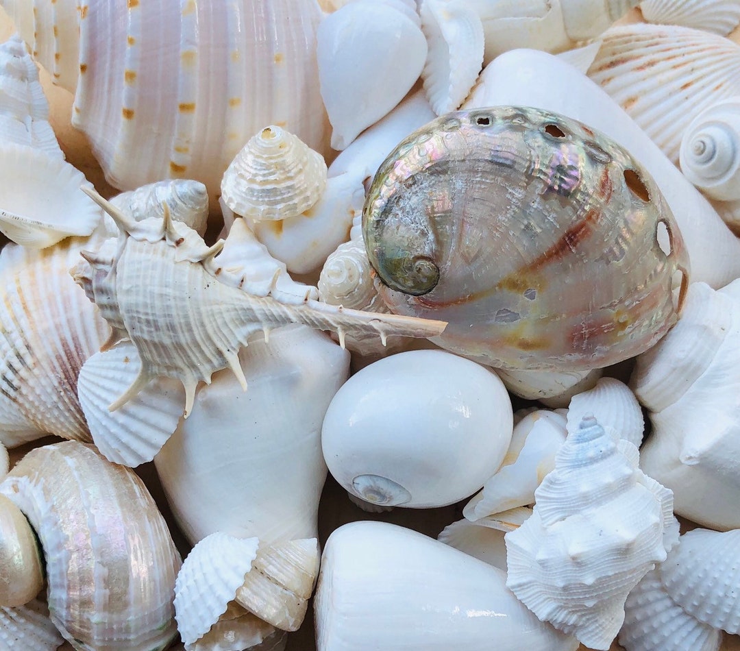 White Seashells Mix Beach Wedding White Seashells Beach Wedding Decor ...