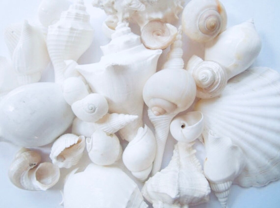 White Sea Shell Mix Beach Wedding Decor Sea Shells Bulk Bag of - Etsy