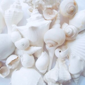 White Sea Shell Mix Beach Wedding Decor Sea Shells Bulk Bag of Shells ...
